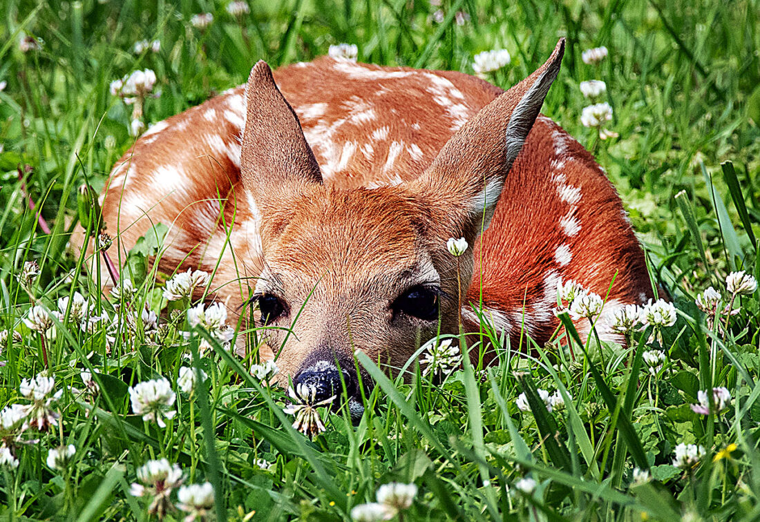 Picture This: ‘Waiting for Someone to Fawn Over Me’ | News, Sports ...